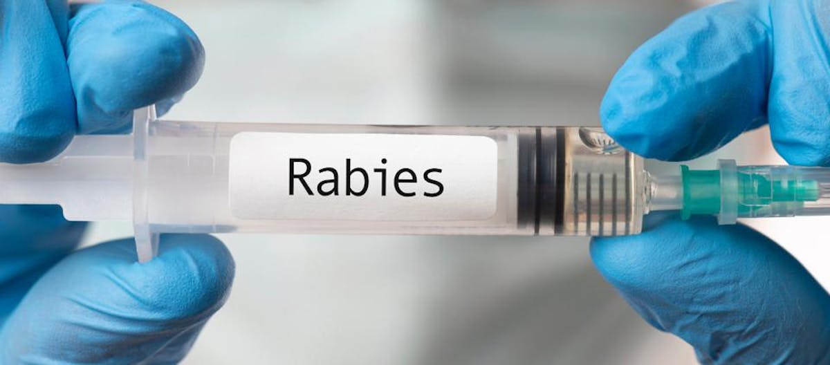 Waspada Rabies! Penyakit Mematikan Yang Serang Hewan Dan Manusia - Ibupedia